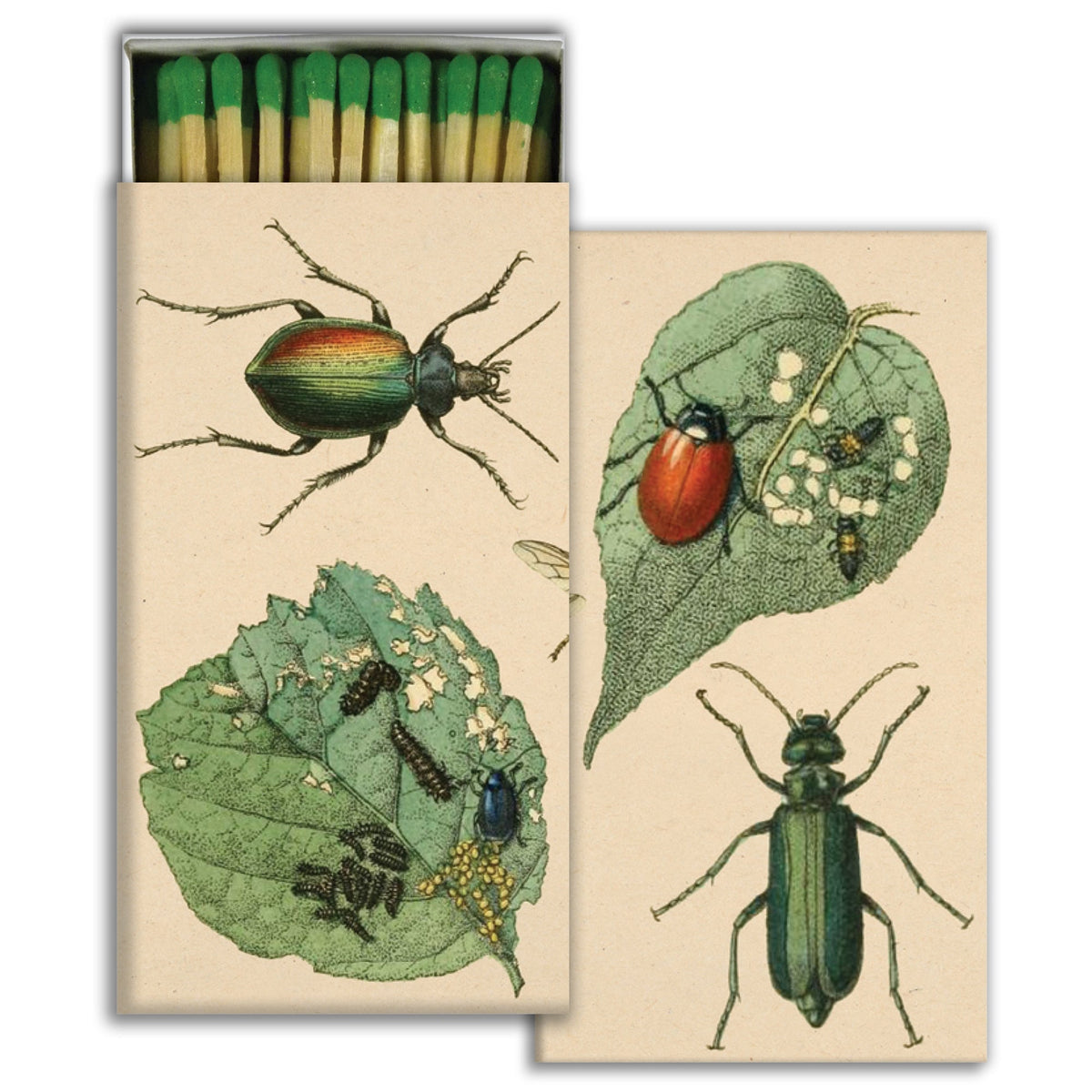 HomArt Munching Insects HomArt Matches– AREO